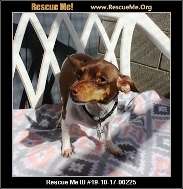 - Arizona Small Dog Rescue - Phoenix, AZ - AVAILABLE PETS