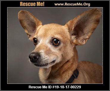 - Arizona Small Dog Rescue - Phoenix, AZ - AVAILABLE PETS