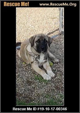 - Michigan Dog Rescue - ADOPTIONS - Rescue Me!