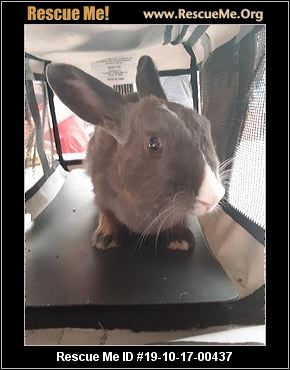 - California Rabbit Rescue - ADOPTIONS - Rescue Me!