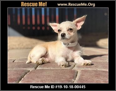 - Arizona Small Dog Rescue - Phoenix, AZ - AVAILABLE PETS