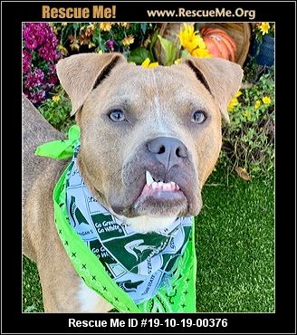 - Michigan Dog Rescue - ADOPTIONS - Rescue Me!