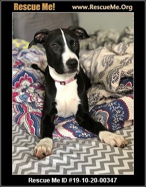 - Indiana Dog Rescue - ADOPTIONS - Rescue Me!
