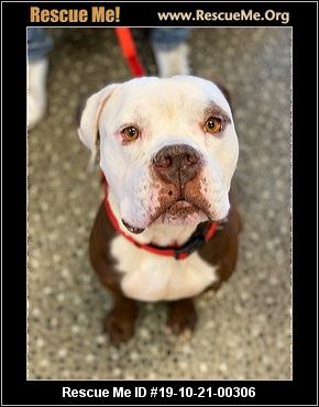 - California American Bulldog Rescue - ADOPTIONS - Rescue Me!