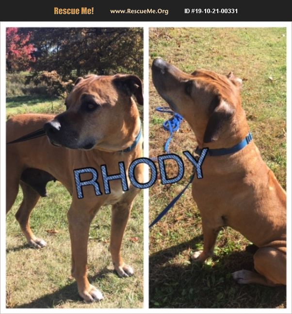 ADOPT 19102100331 ~ Rhodesian Ridgeback Rescue ~ Renfrew, PA