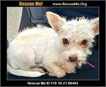 - Colorado Dog Rescue - ADOPTIONS - Rescue Me!