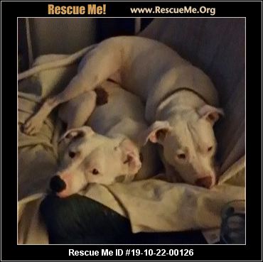 - Michigan Dog Rescue - ADOPTIONS - Rescue Me!