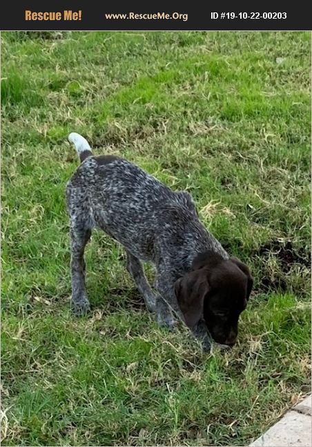 ADOPT 19102200203 ~ German Wirehaired Pointer Rescue ~ Chandler, AZ