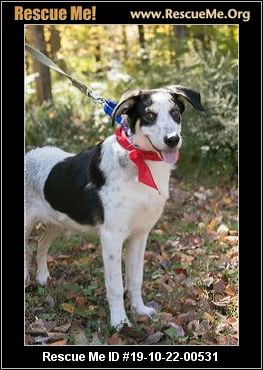 - New Jersey Dog Rescue - ADOPTIONS - Rescue Me!