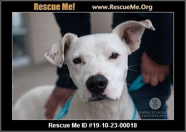 - Colorado Dog Rescue - ADOPTIONS - Rescue Me!