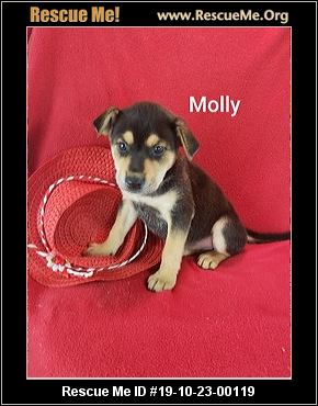 - Delaware Dog Rescue - ADOPTIONS - Rescue Me!