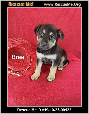 - Delaware Dog Rescue - ADOPTIONS - Rescue Me!