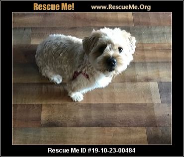 - Kansas Poodle Rescue - ADOPTIONS - Rescue Me!