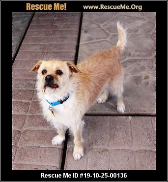 - Arizona Small Dog Rescue - Phoenix, AZ - AVAILABLE PETS