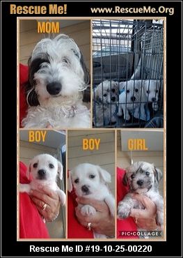 - California Poodle Rescue - ADOPTIONS - Rescue Me!