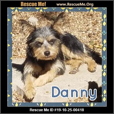 - Texas Yorkie Rescue - ADOPTIONS - Rescue Me!