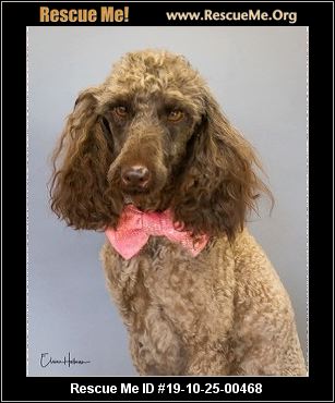 - California Poodle Rescue - ADOPTIONS - Rescue Me!