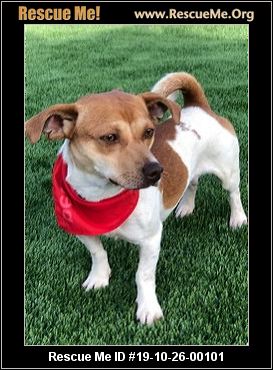 - Georgia Beagle Rescue - ADOPTIONS - Rescue Me!