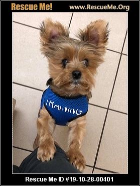 - Florida Yorkie Rescue - ADOPTIONS - Rescue Me!