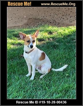 - California Dog Rescue - ADOPTIONS - Rescue Me!