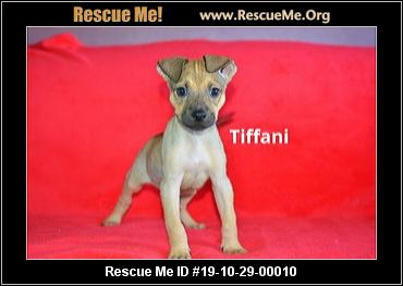 - California Dog Rescue - ADOPTIONS - Rescue Me!