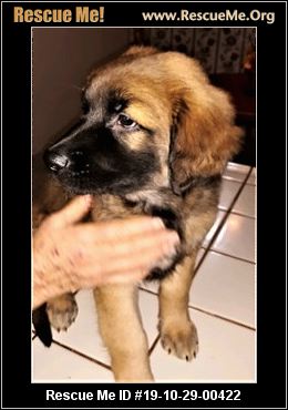 - California Dog Rescue - ADOPTIONS - Rescue Me!