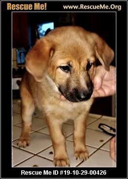 - California Dog Rescue - ADOPTIONS - Rescue Me!