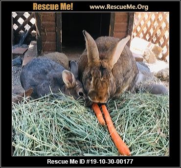 - California Rabbit Rescue - ADOPTIONS - Rescue Me!