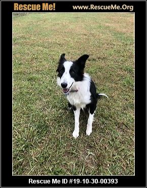 - Kentucky Border Collie Rescue - ADOPTIONS - Rescue Me!