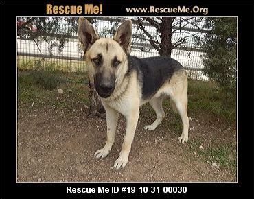 - Colorado German Shepherd Rescue - ADOPTIONS - Rescue Me!