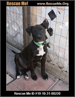 - Arizona Pit Bull Rescue - ADOPTIONS - Rescue Me!