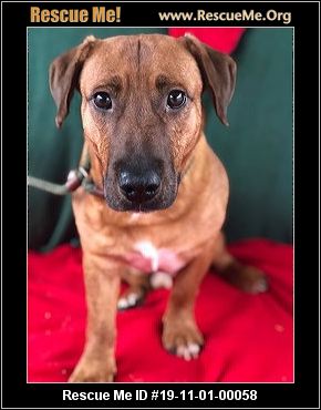 - Ohio Beagle Rescue - ADOPTIONS - Rescue Me!