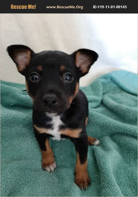 ADOPT 19110100145 ~ Miniature Pinscher Rescue ~ Traverse City, MI