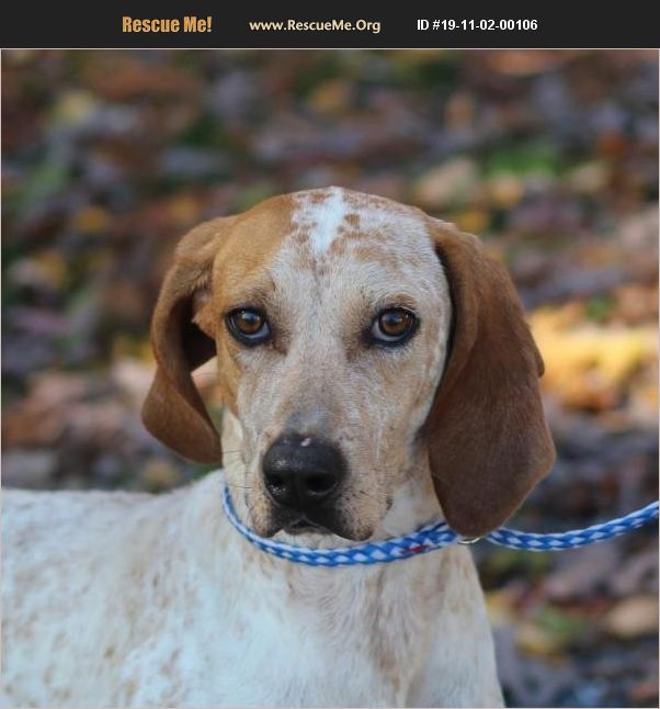 ADOPT 19110200106 ~ Redbone Coonhound Rescue ~ Lyndhurst, VA