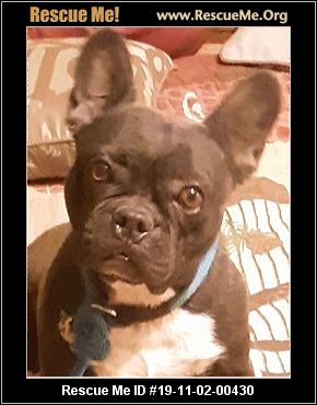 - California French Bulldog Rescue - ADOPTIONS - Rescue Me!