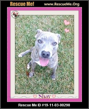 - North Carolina Pit Bull Rescue - ADOPTIONS - Rescue Me!