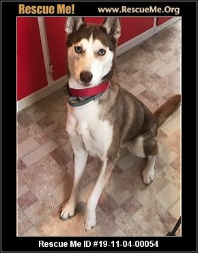 - Ohio Siberian Husky Rescue - ADOPTIONS - Rescue Me!
