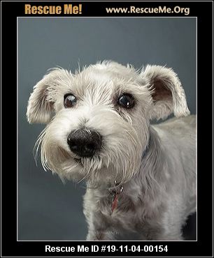 - Arizona Small Dog Rescue - Phoenix, AZ - AVAILABLE PETS