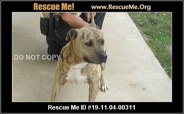 - North Carolina Pit Bull Rescue - ADOPTIONS - Rescue Me!