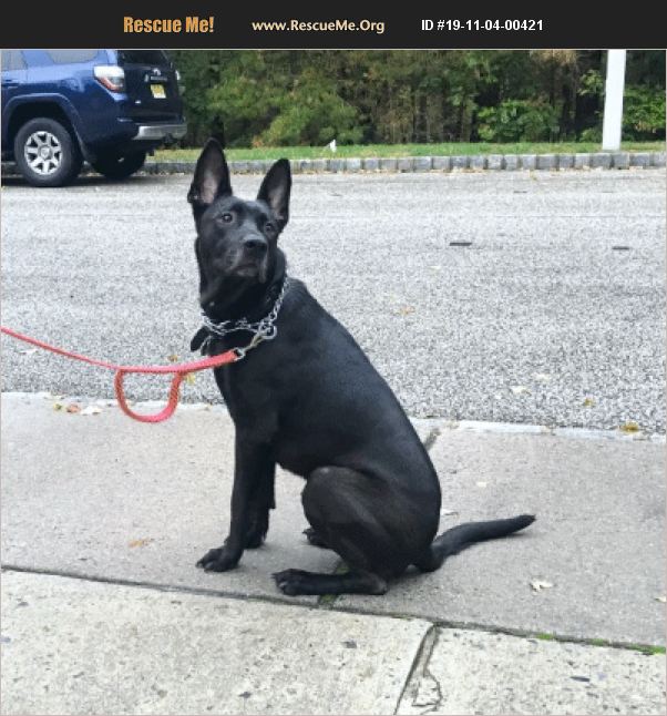 ADOPT 19110400421 ~ German Shepherd Rescue ~ Stirling, NJ