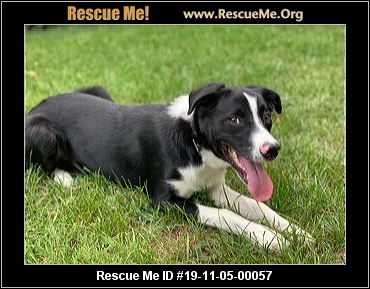 - Ohio Border Collie Rescue - ADOPTIONS - Rescue Me!