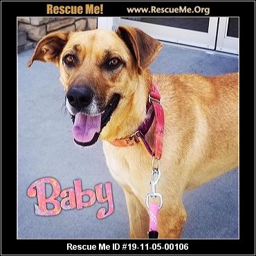 - Colorado German Shepherd Rescue - ADOPTIONS - Rescue Me!