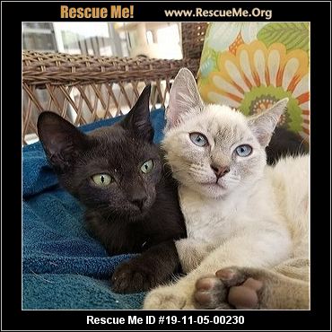 - Florida Cat Rescue - ADOPTIONS - Rescue Me!