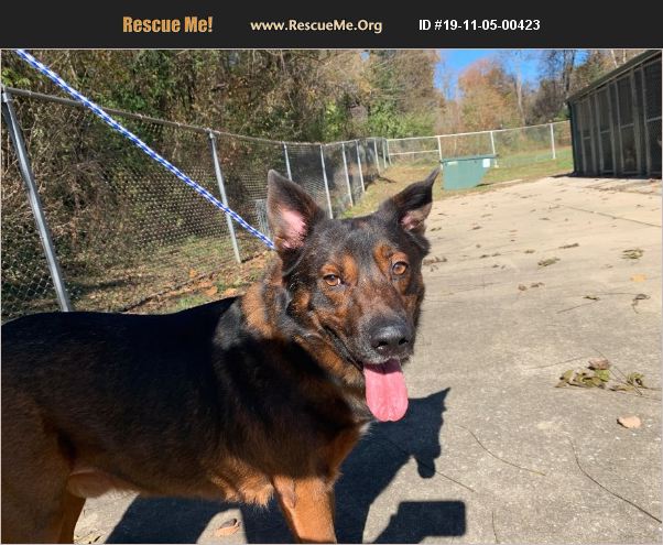 ADOPT 19110500423 ~ German Shepherd Rescue ~ Pennsylvania