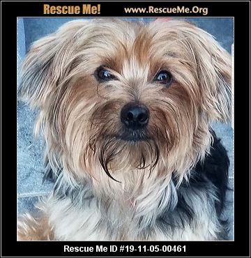 - Florida Yorkie Rescue - ADOPTIONS - Rescue Me!