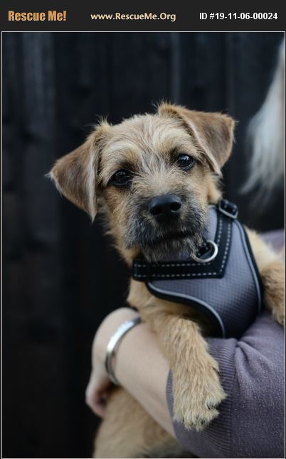 ADOPT 19110600024 ~ Border Terrier Rescue ~ Los Angeles, CA