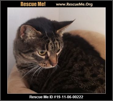 - Michigan Cat Rescue - ADOPTIONS - Rescue Me!