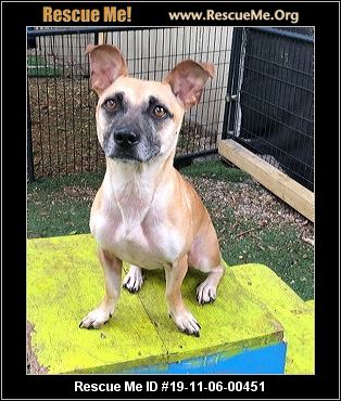 - Florida Corgi Rescue - ADOPTIONS - Rescue Me!