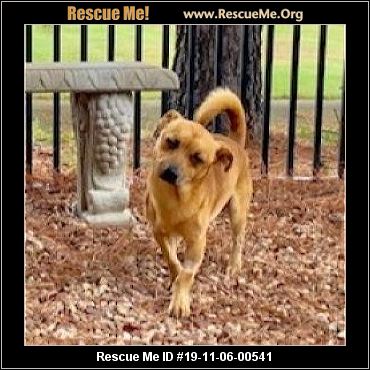 - Arkansas Dog Rescue - ADOPTIONS - Rescue Me!