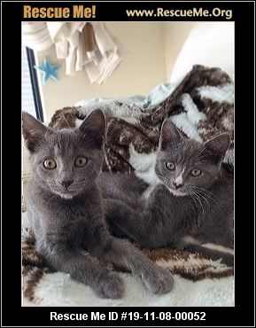 - Florida Cat Rescue - ADOPTIONS - Rescue Me!